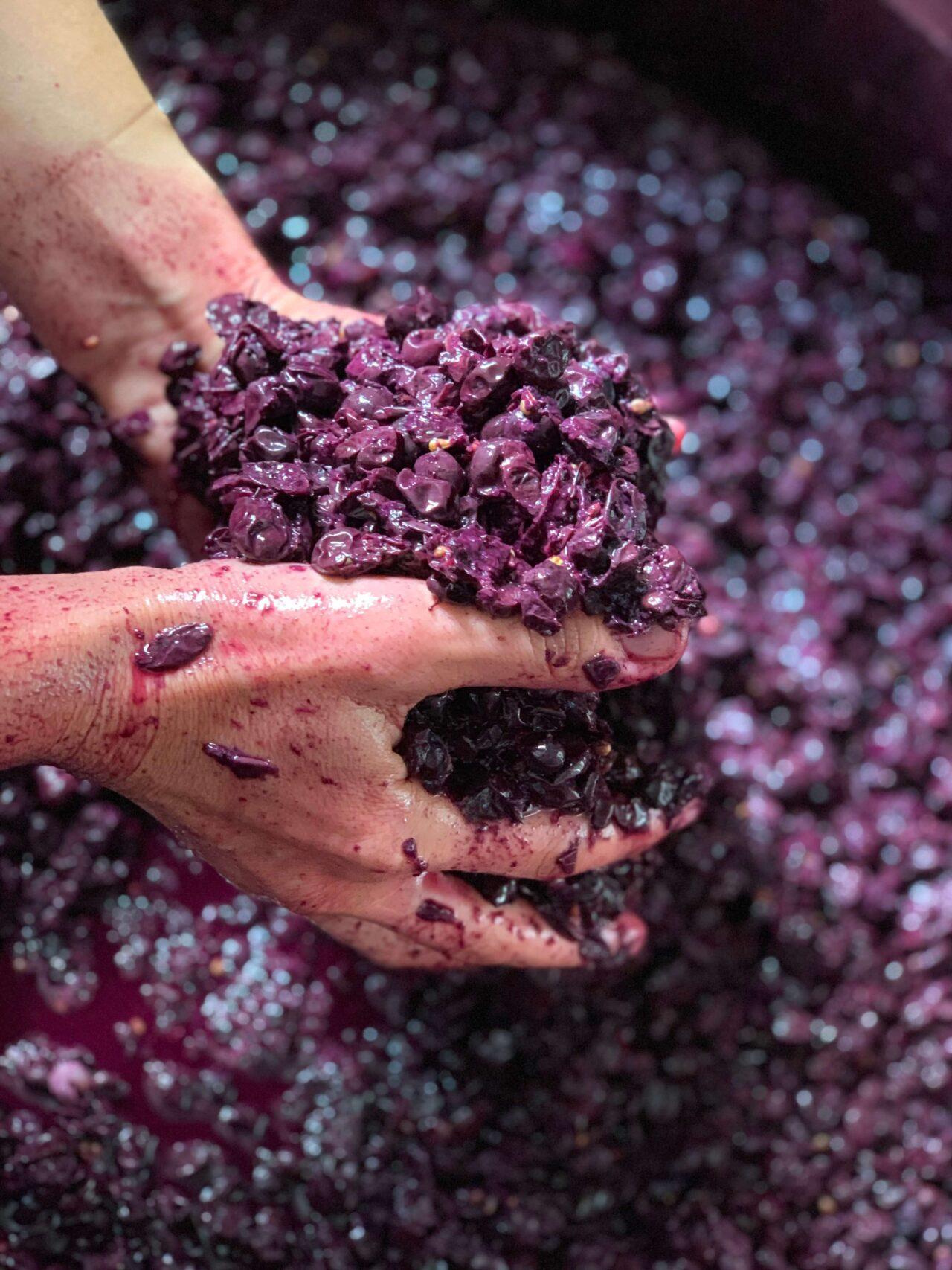 Parés Baltà R-Evolution, vegan friendly wines from biodynamic ...