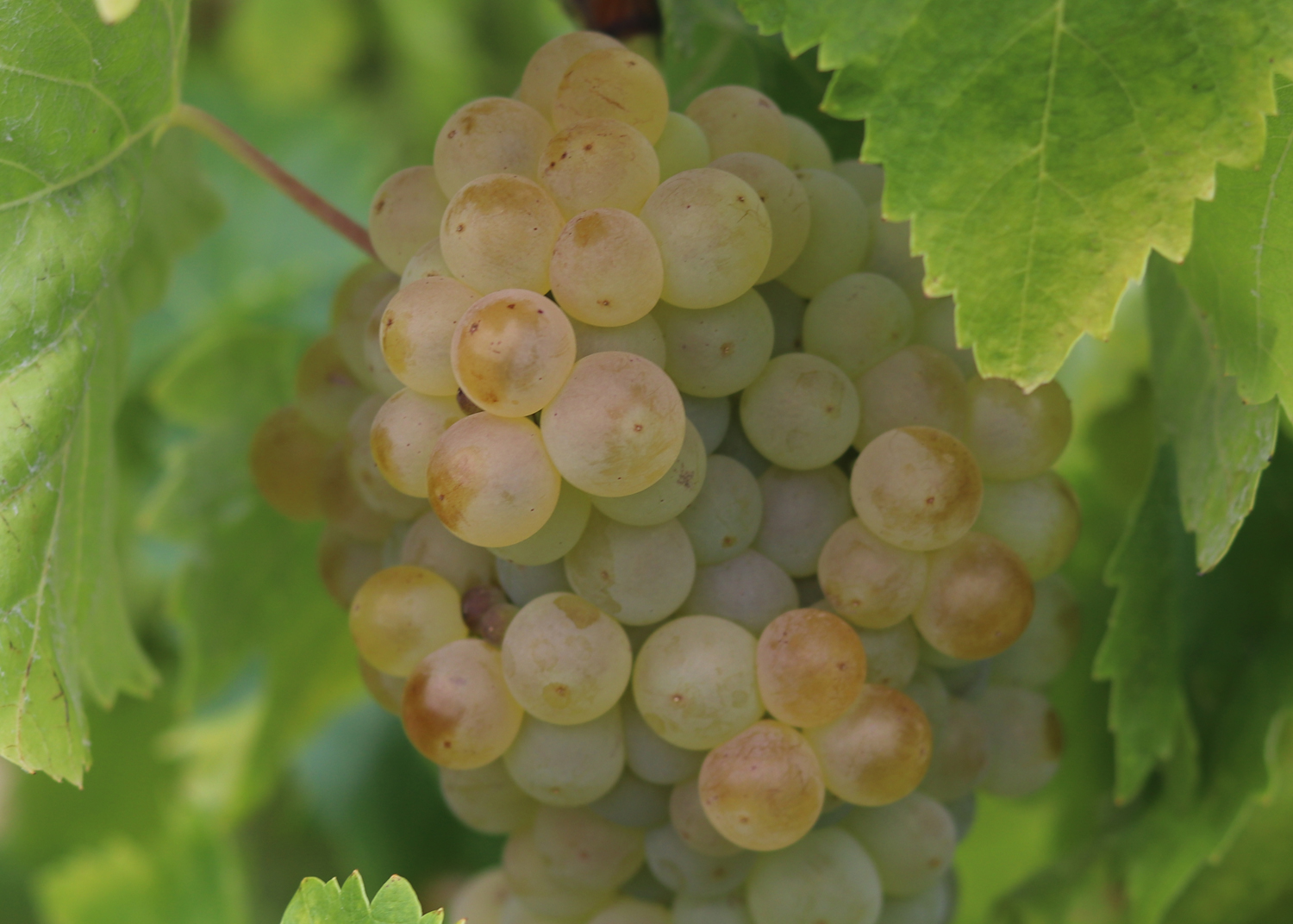 Terroirs y microclimas - Parés Baltà