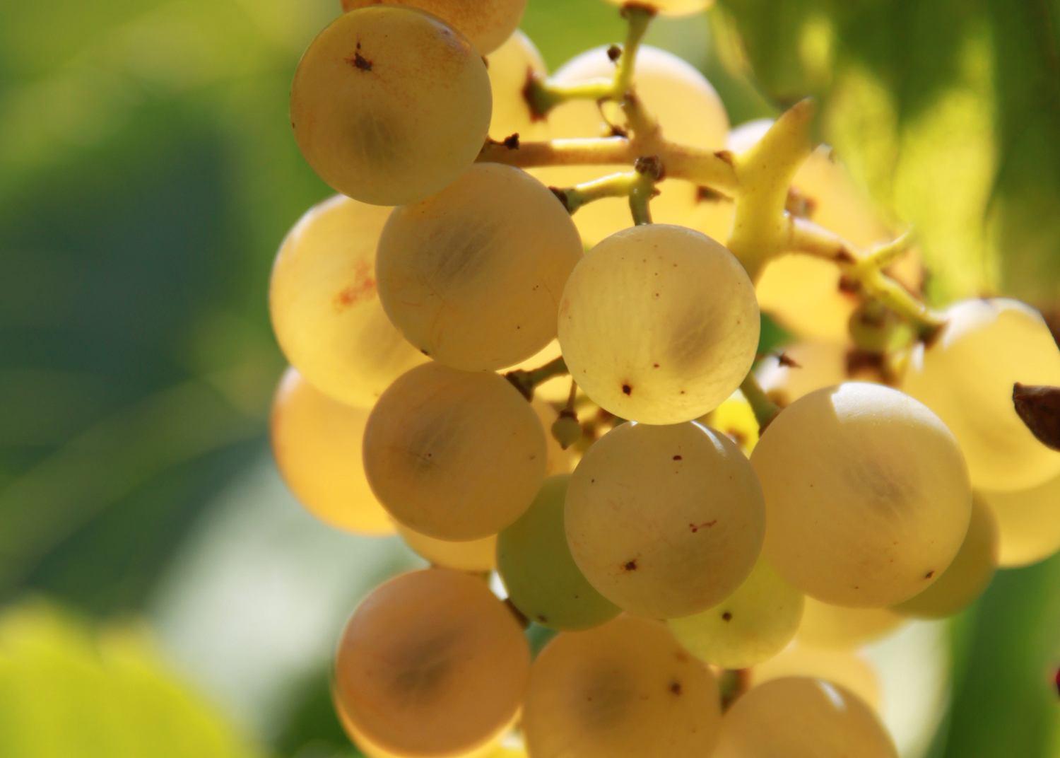 Terroirs y microclimas - Parés Baltà