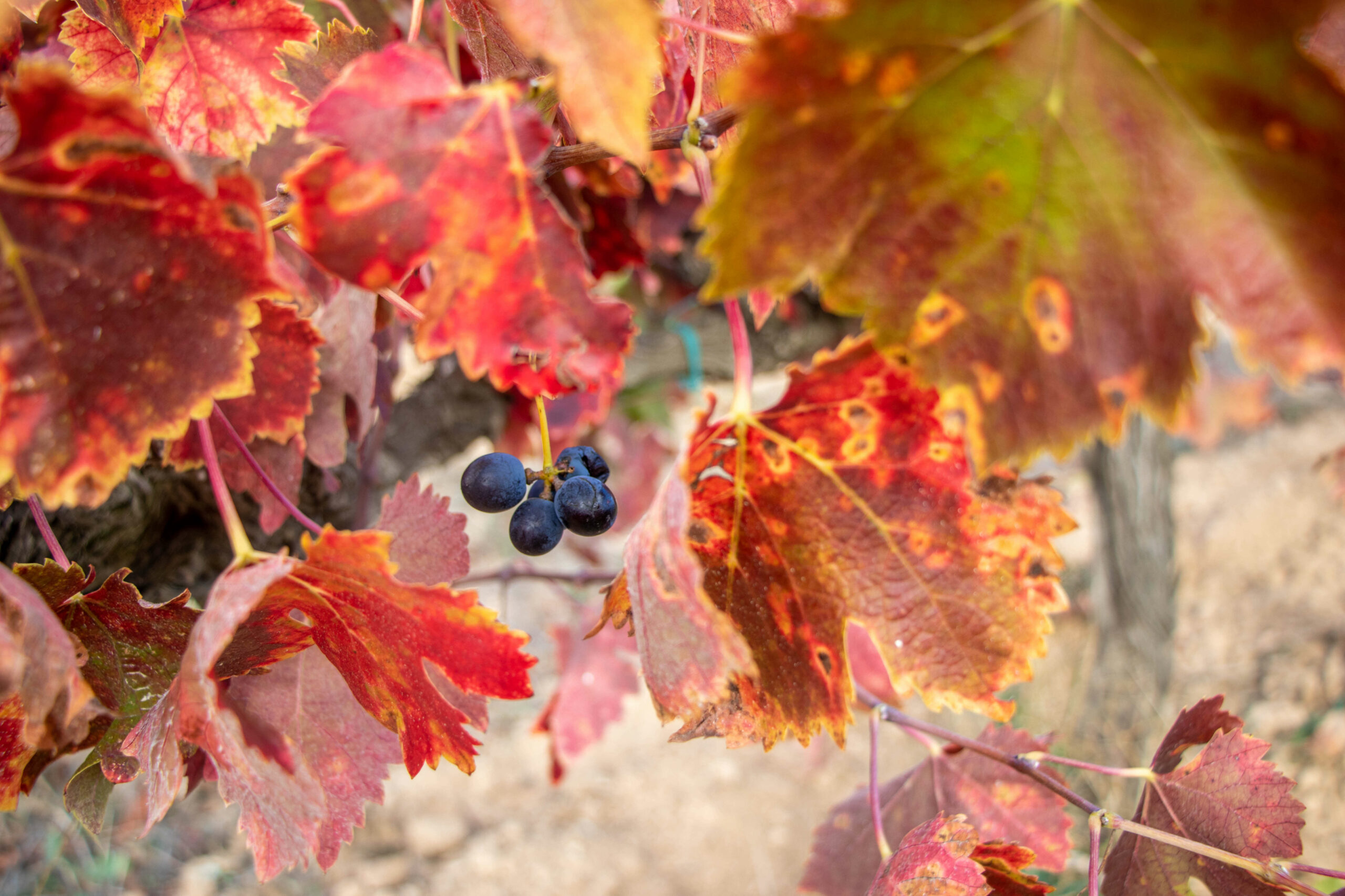 Parés Baltà: Organic and Biodynamic wines and sparkling wines from ...