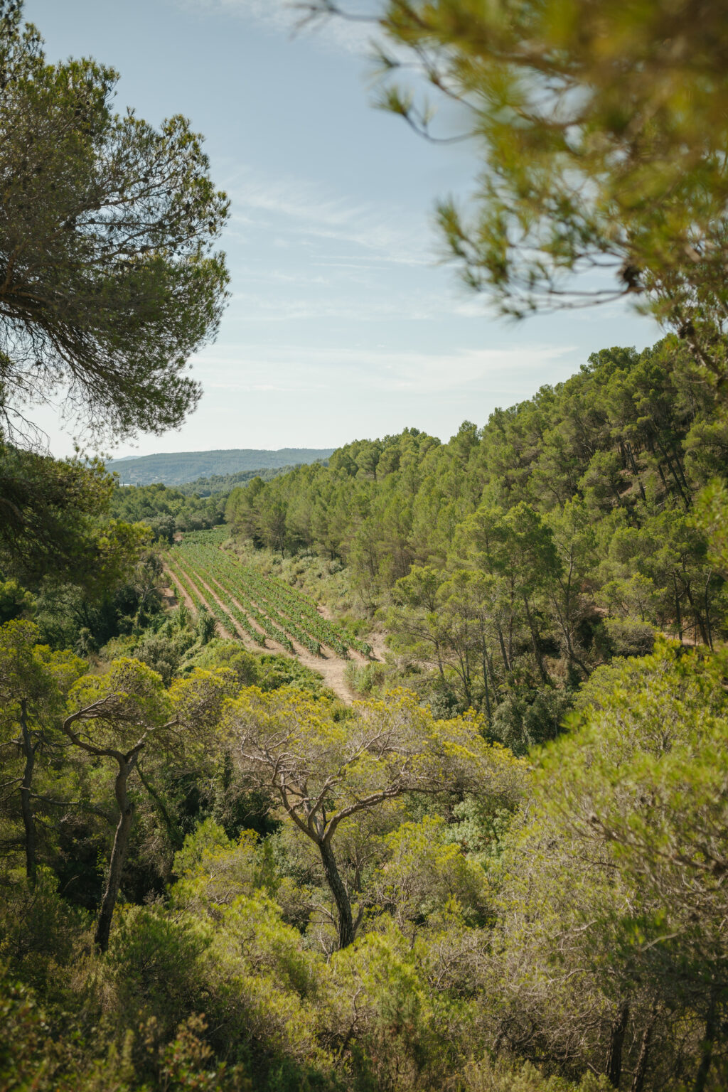 The New York Times has selected Parés Baltà Brut Nature among the 12 ...